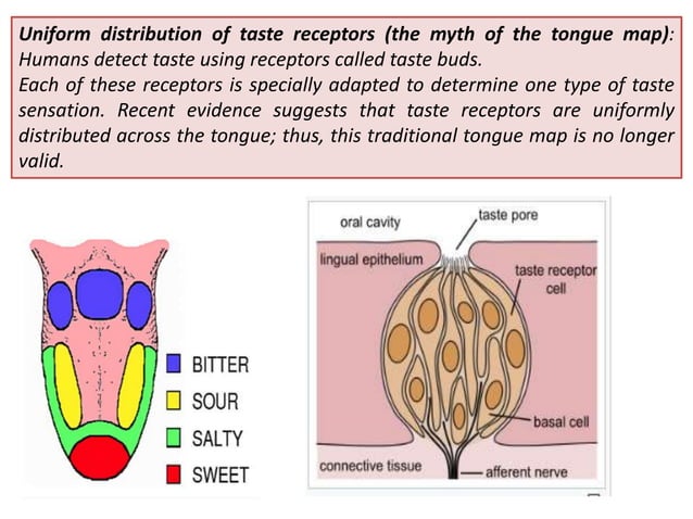 Olfactory and gustatory receptors | PPTX
