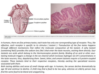 Olfactory and gustatory receptors | PPTX