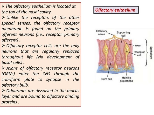 Olfactory and gustatory receptors | PPTX