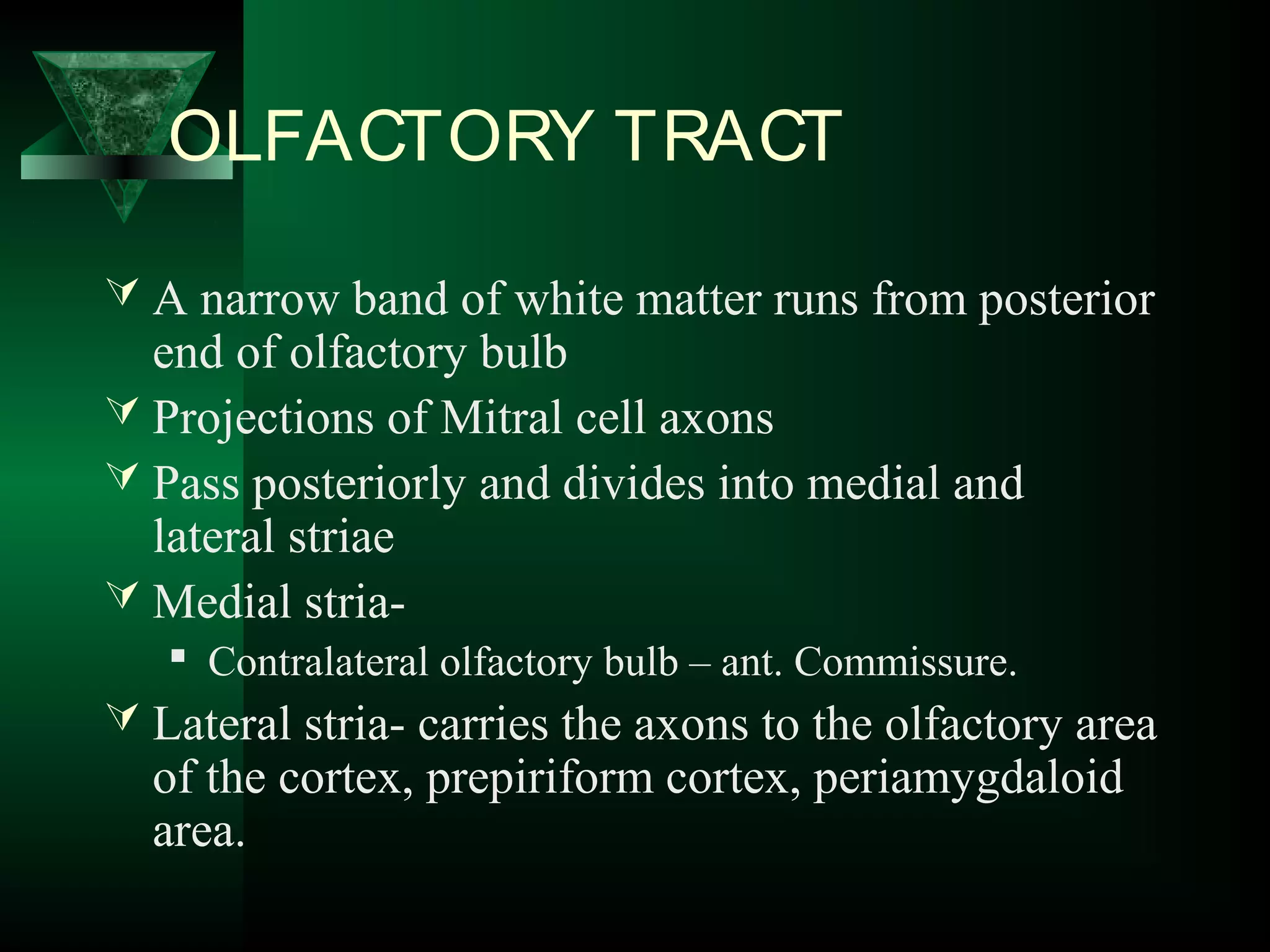 Olfactory and optic nerve | PPT