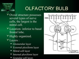 Olfactory and optic nerve | PPT