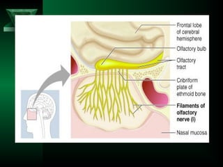Olfactory Nerve Filaments