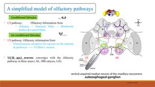 Olfactory behavior in honeybee and its role in pollination - Copy.pptx