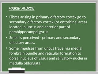 Olfactory nervessss PowerPoint presentation | PPTX | Brain and Nervous ...
