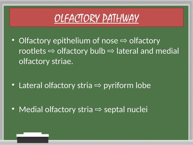 Olfactory nervessss PowerPoint presentation | PPTX | Brain and Nervous ...