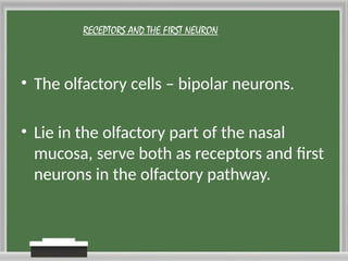Olfactory nervessss PowerPoint presentation | PPTX
