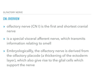 Olfactory nerve | PDF