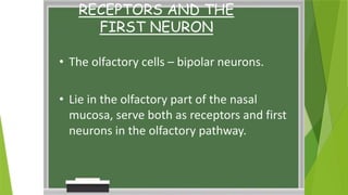 Olfactory nerve pathway presentation .pptx