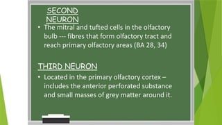 Olfactory nerve pathway presentation .pptx