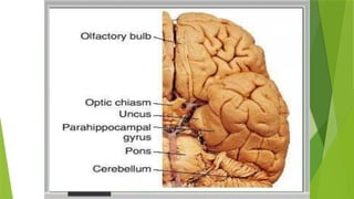Olfactory nerve pathway presentation .pptx