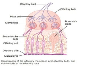 Olfactory pathway & Associated abnormalities.pptx