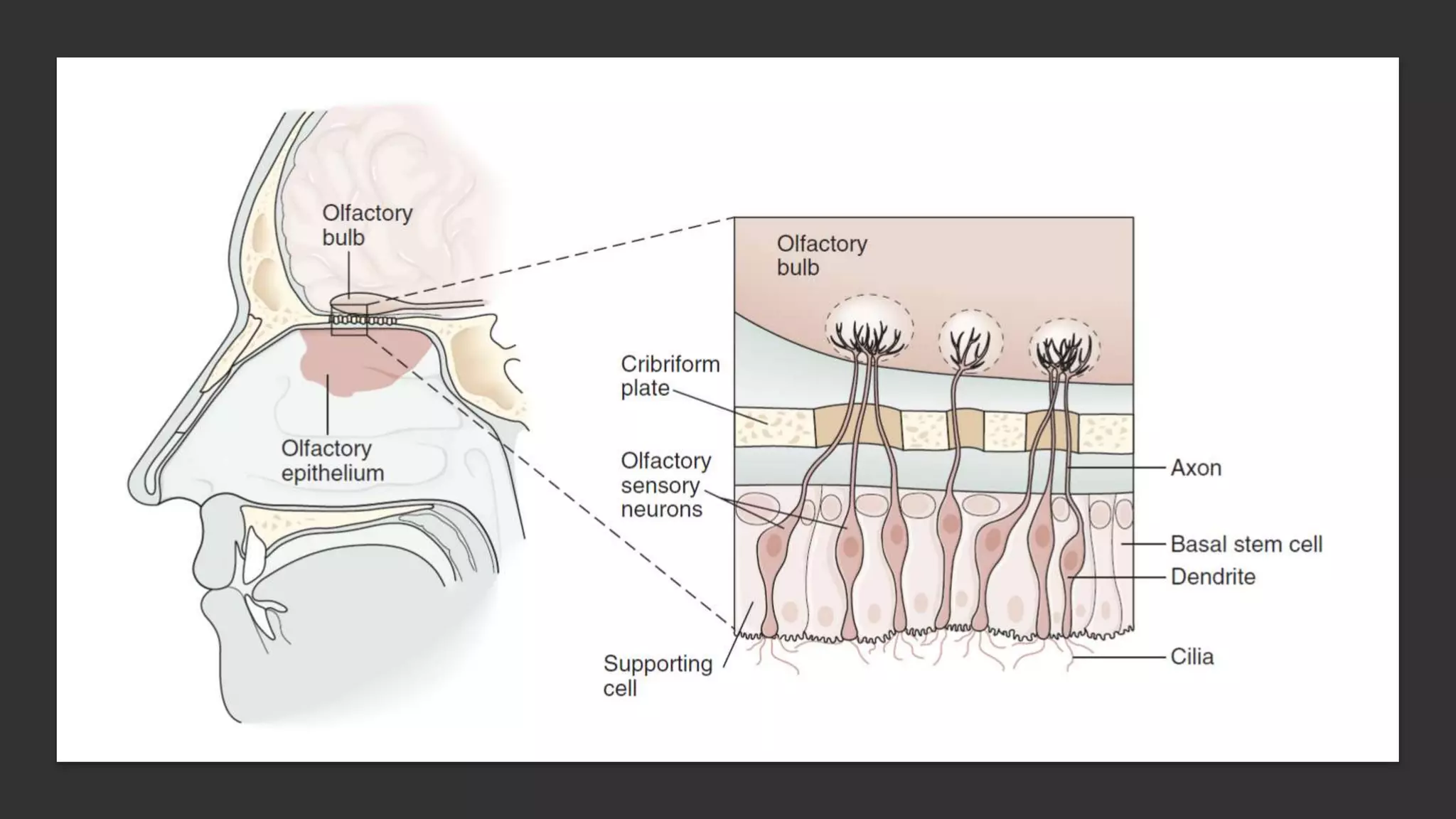 Olfactory system | PPTX