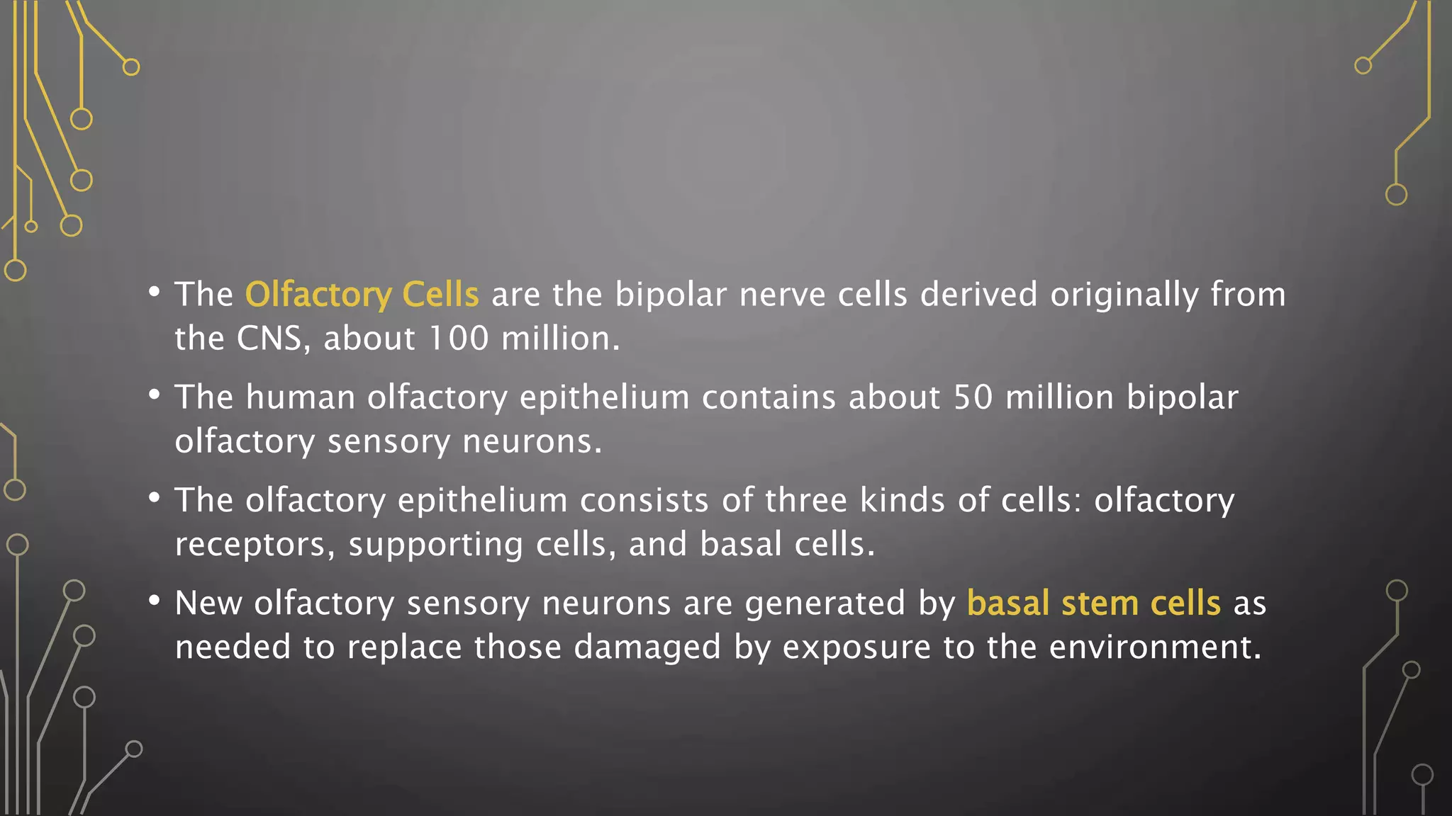 Olfactory system | PPTX