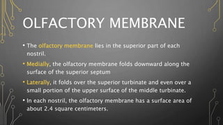 Olfactory system | PPTX