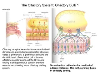 OlfactorySystem fisheries biology and fisheries fish anatomy | PPT