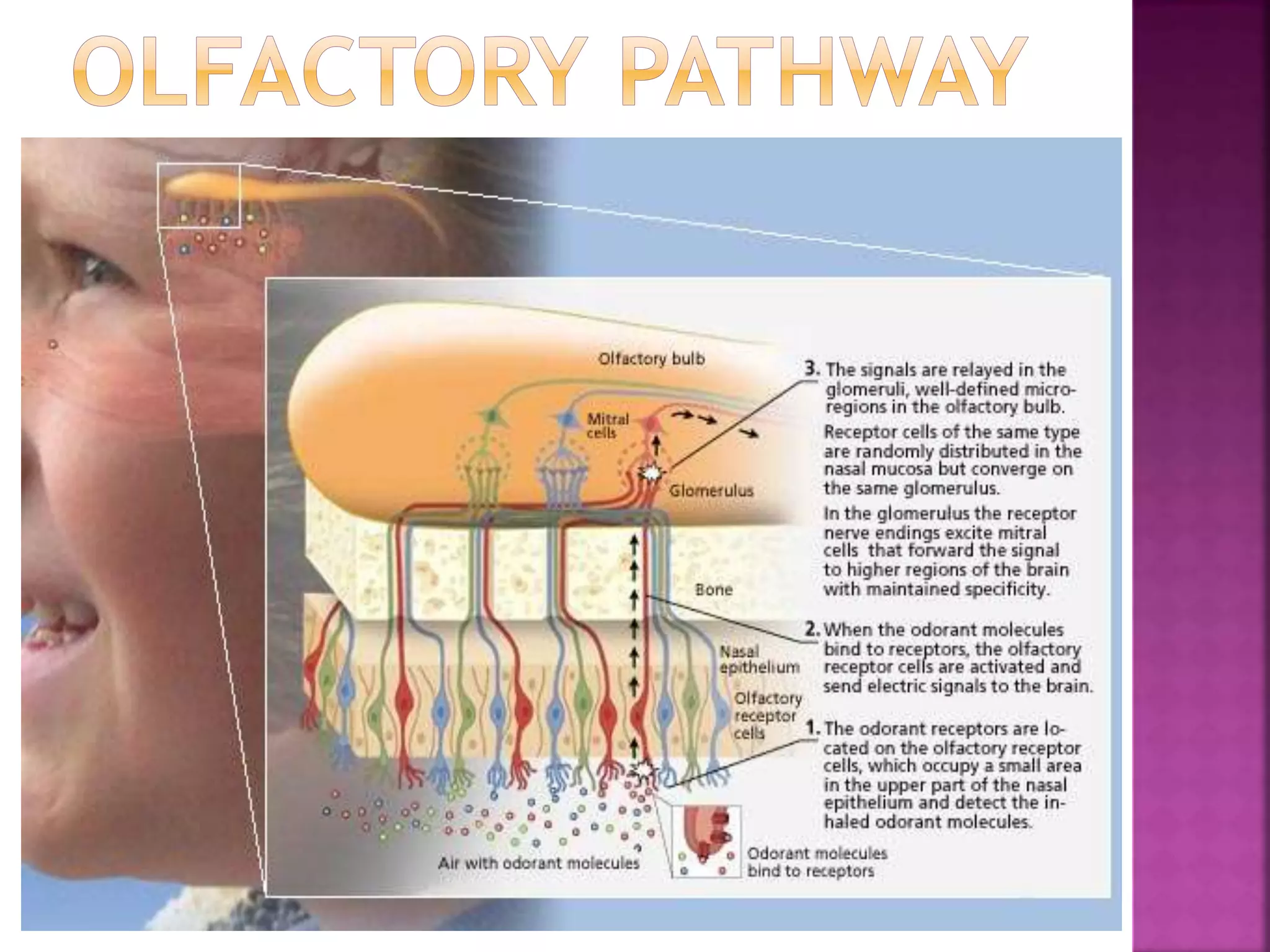 Olfactory system and functioning in human | PPTX
