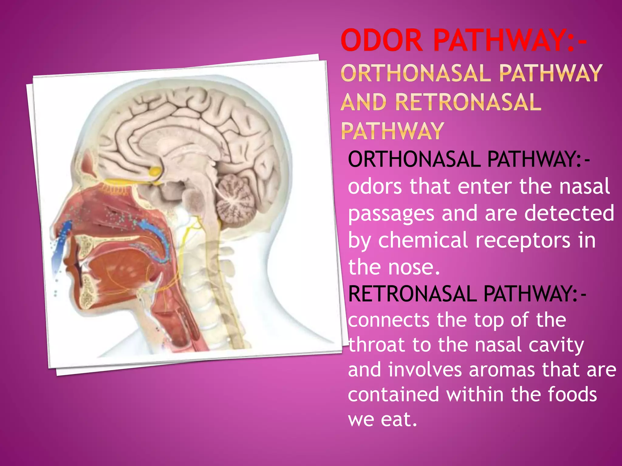 Olfactory system and functioning in human | PPTX