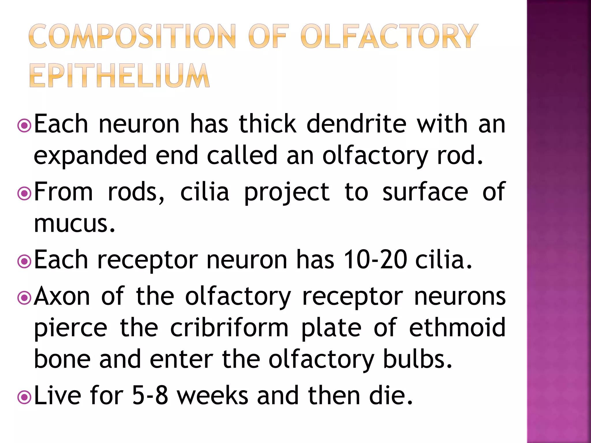 Olfactory system and functioning in human | PPTX