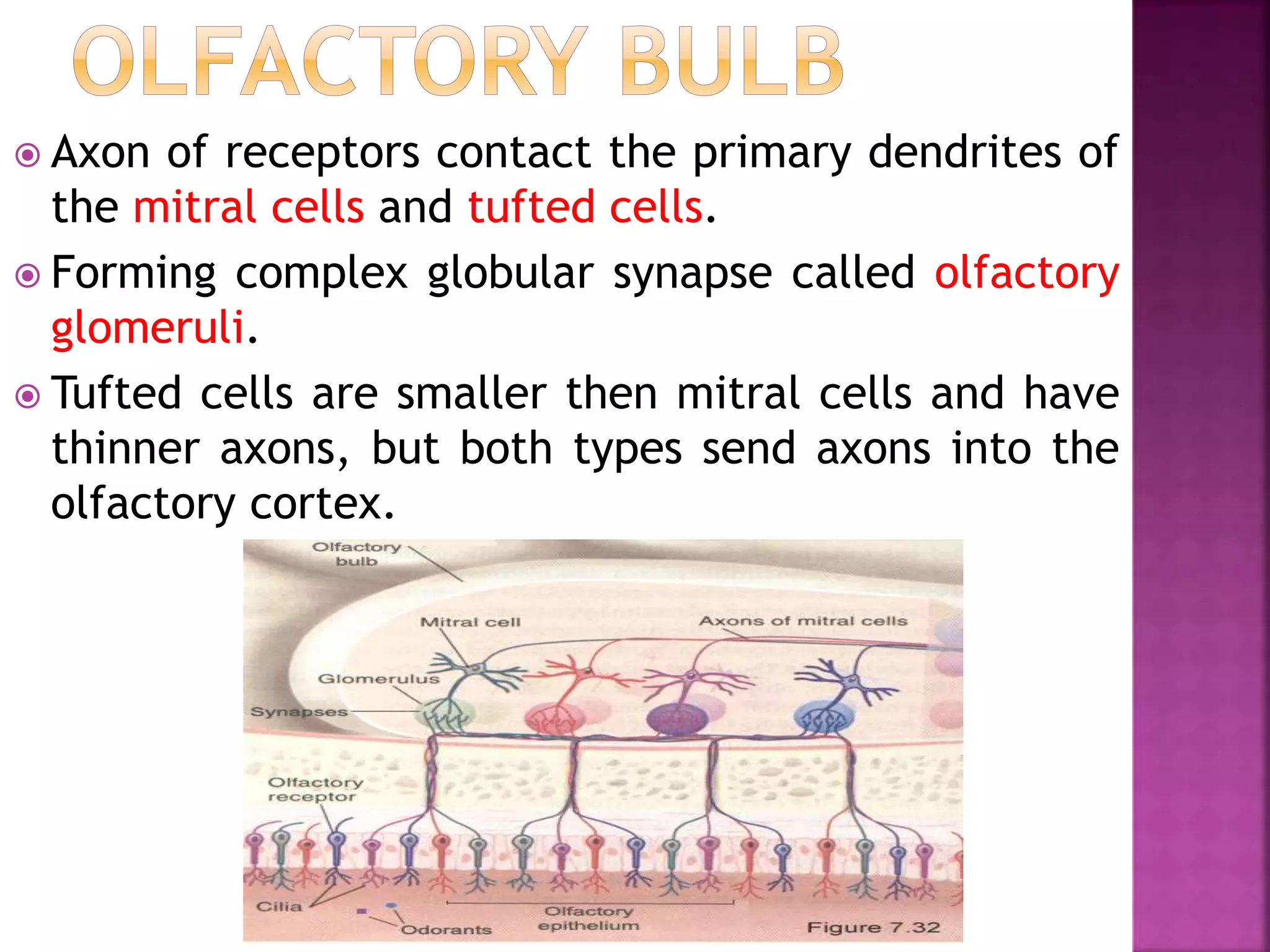 Olfactory system and functioning in human | PPTX
