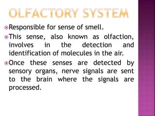 Olfactory system and functioning in human | PPTX