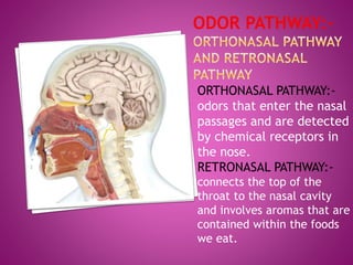 Olfactory system and functioning in human | PPTX