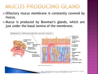 Olfactory system and functioning in human | PPTX