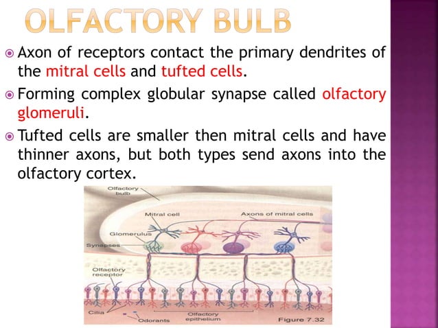 Olfactory system and functioning in human | PPTX