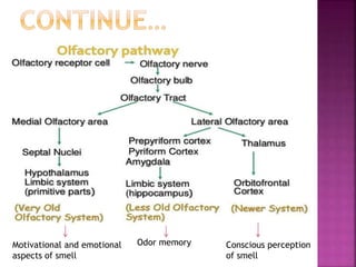 Olfactory Pathway