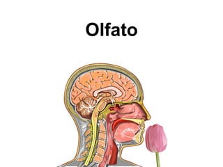 olfato | PPTX