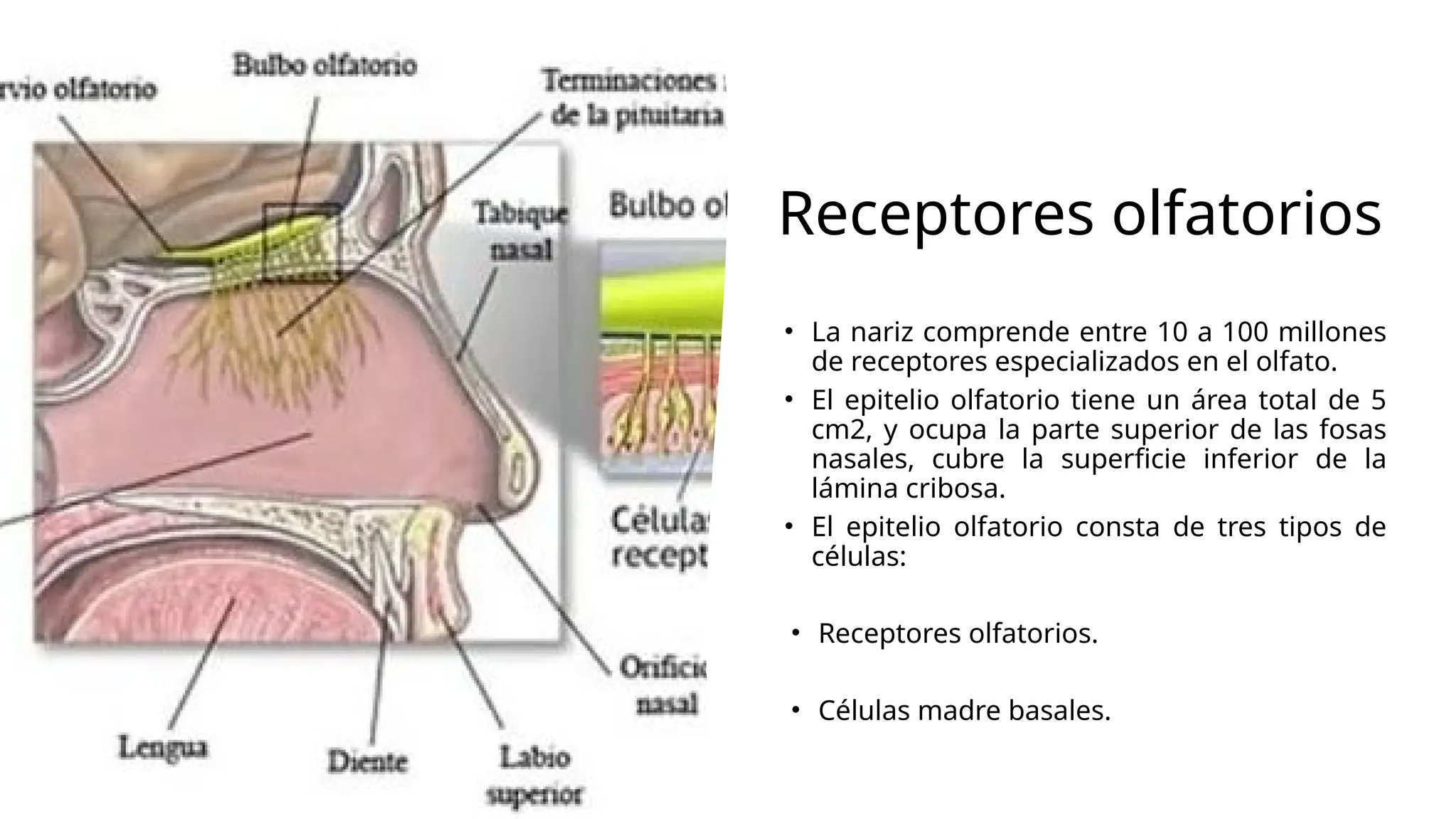 olfato.pptx, presentación de uno de los sentimos del ser humano y poder ...