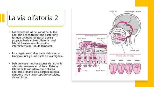 olfato.pptx, presentación de uno de los sentimos del ser humano y poder ...