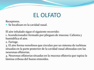 OLFATO Y GUSTO | PPTX