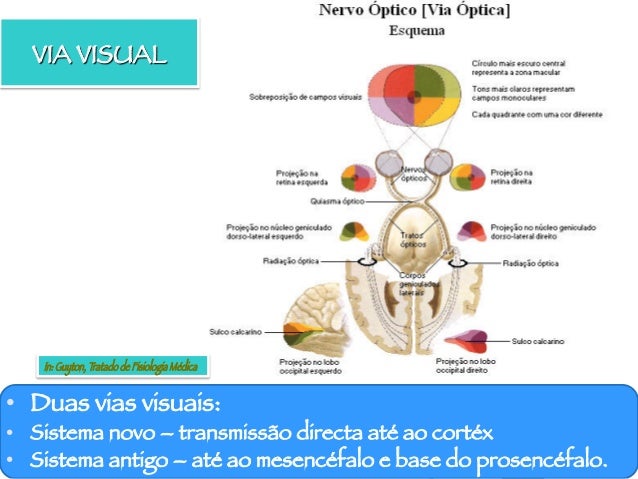 Olho: aula sobre a Fisiologia da visão - 2013 abril