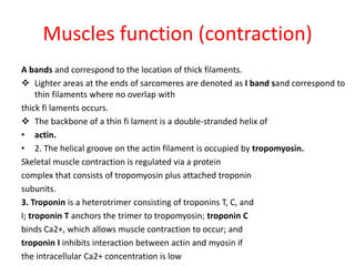 Anatomy lab. 5 muscles | PPTX