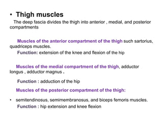 Anatomy lab. 5 muscles | PPTX