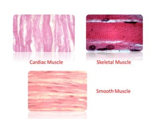 Anatomy lab. 5 muscles | PPTX