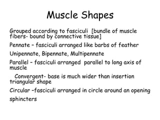 Anatomy lab. 5 muscles | PPTX