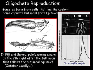 oligocheta ali plant botany and biodiversity.pptx