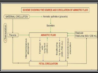 Oligohydramnios Pathophysiology
