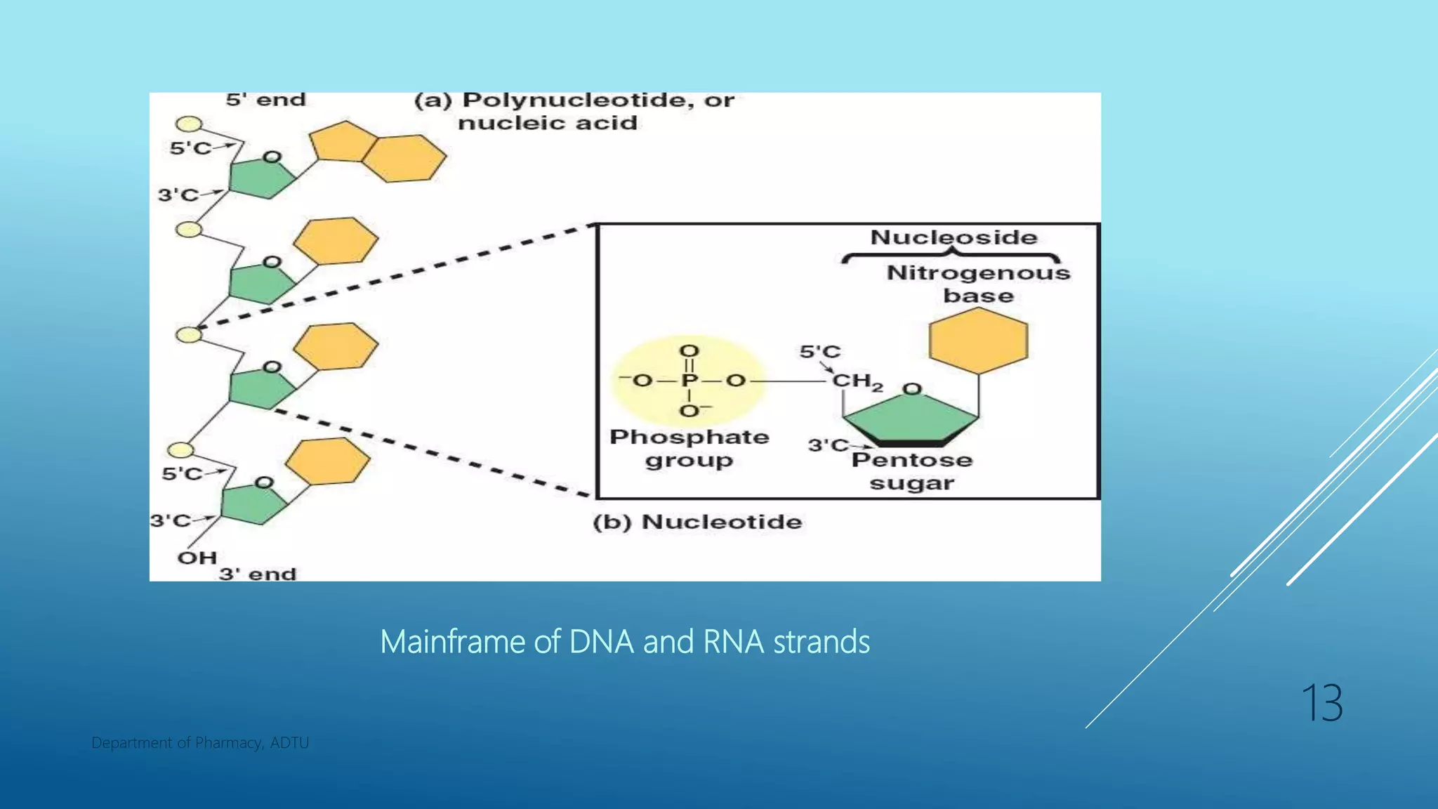 Oligonucleotide | PPTX