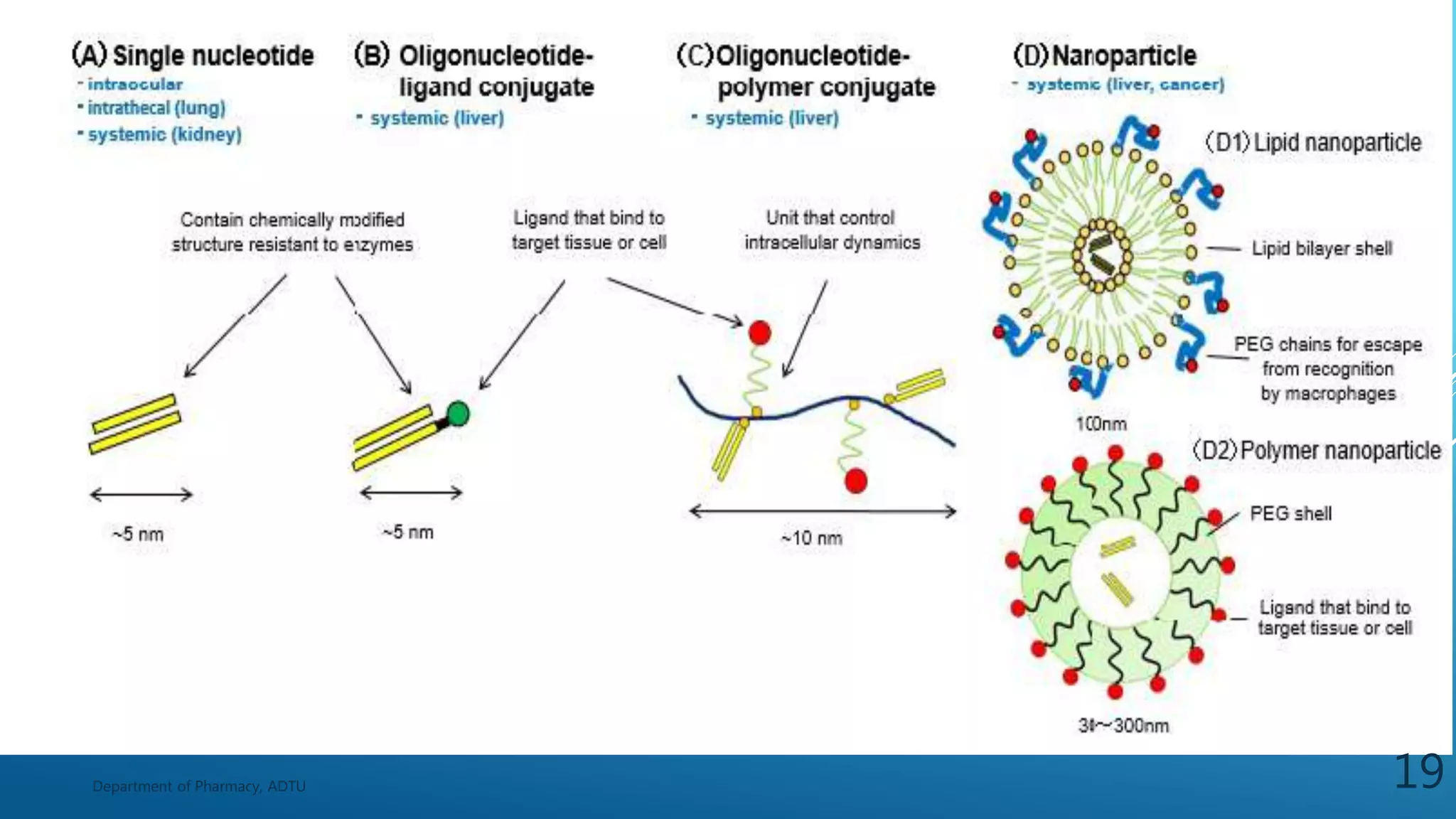 Oligonucleotide | PPTX