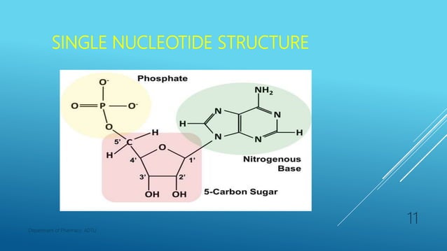 Oligonucleotide | PPTX | Genetics | Science