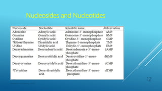 Oligonucleotide | PPTX