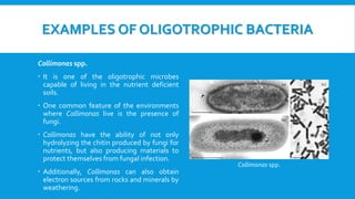 Oligotrophic Microbes - Life at Low Nutrient Concentrations | PDF