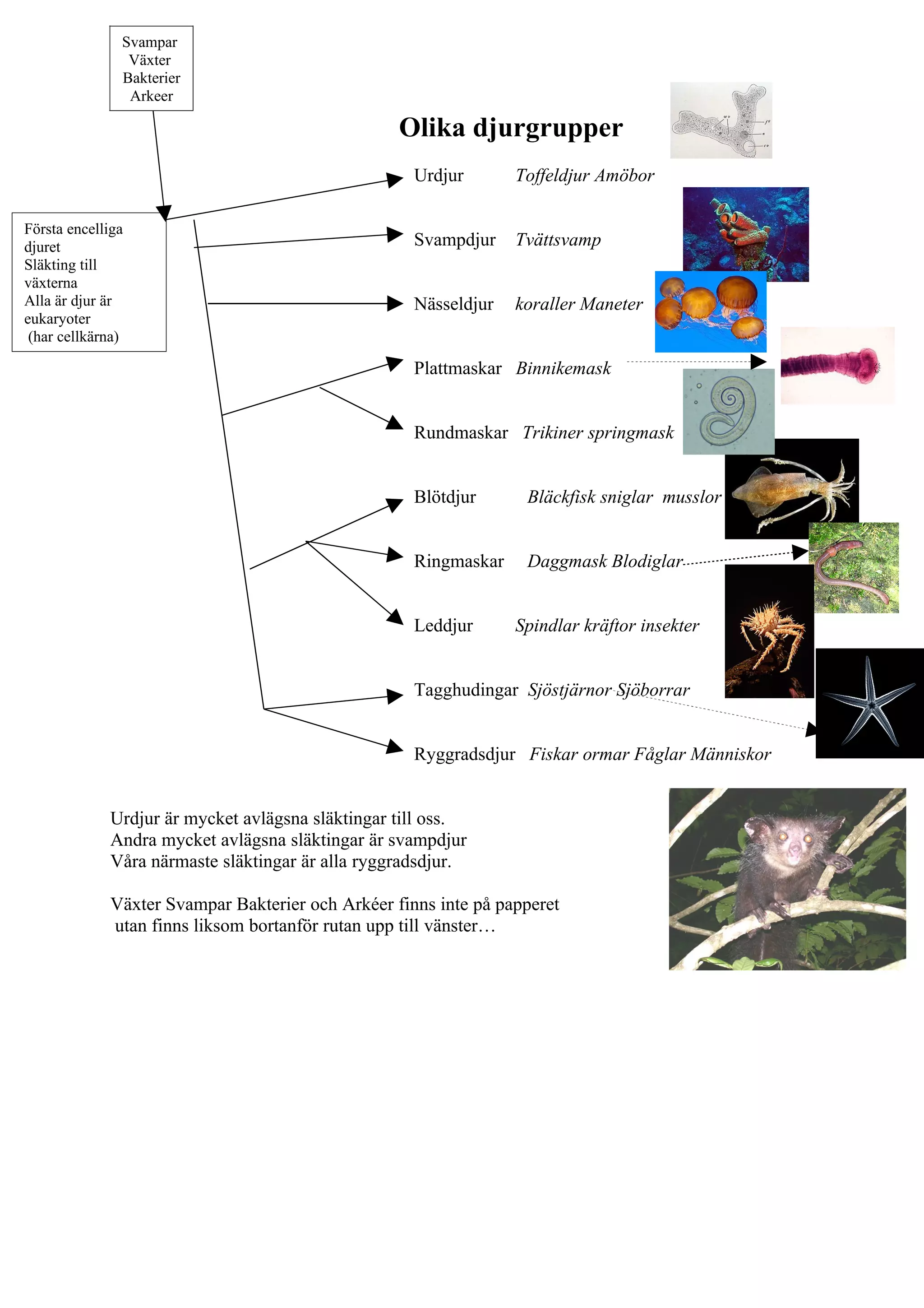 Olika Grupper Av Djur | PDF