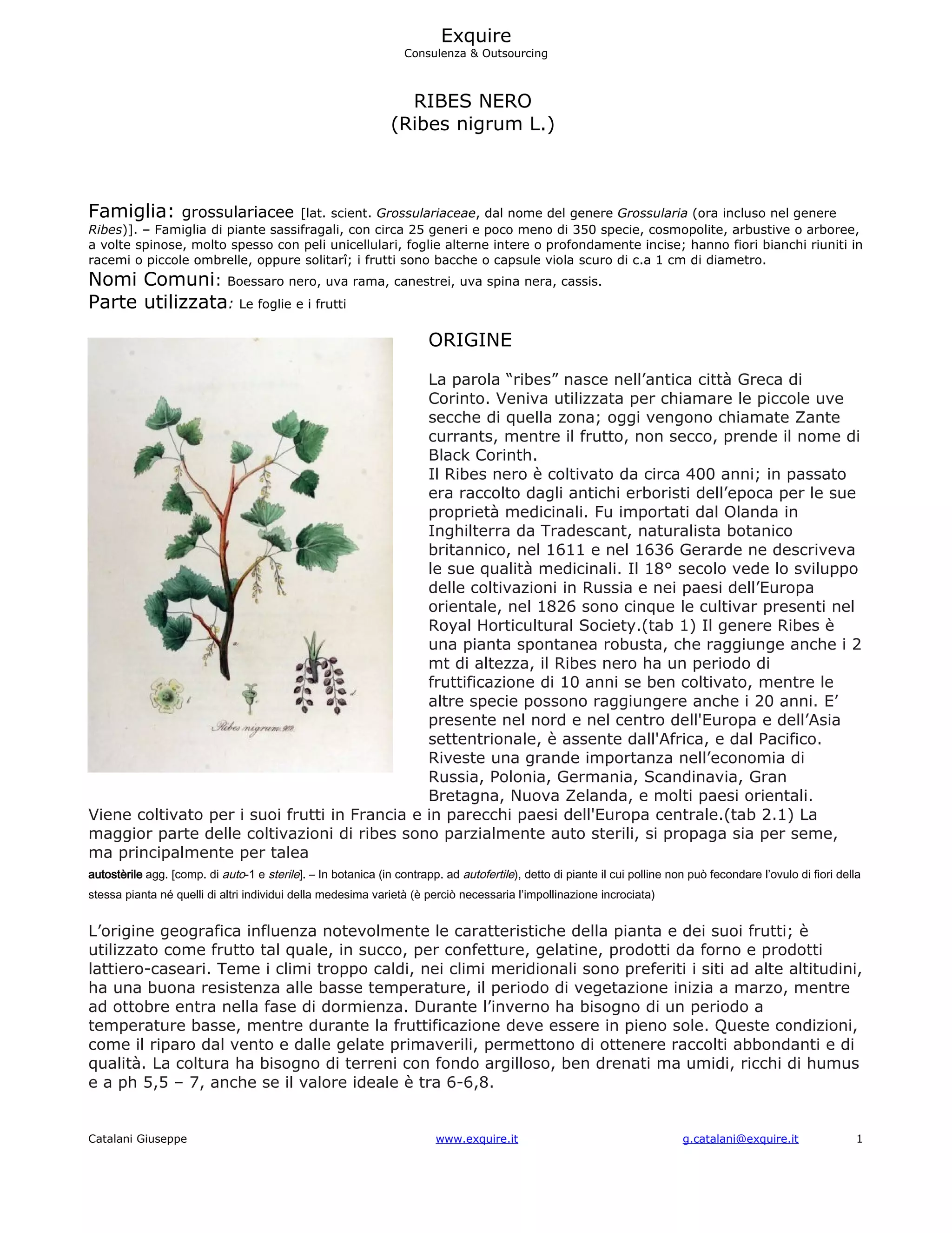 Olio Di Ribes Nero | PDF