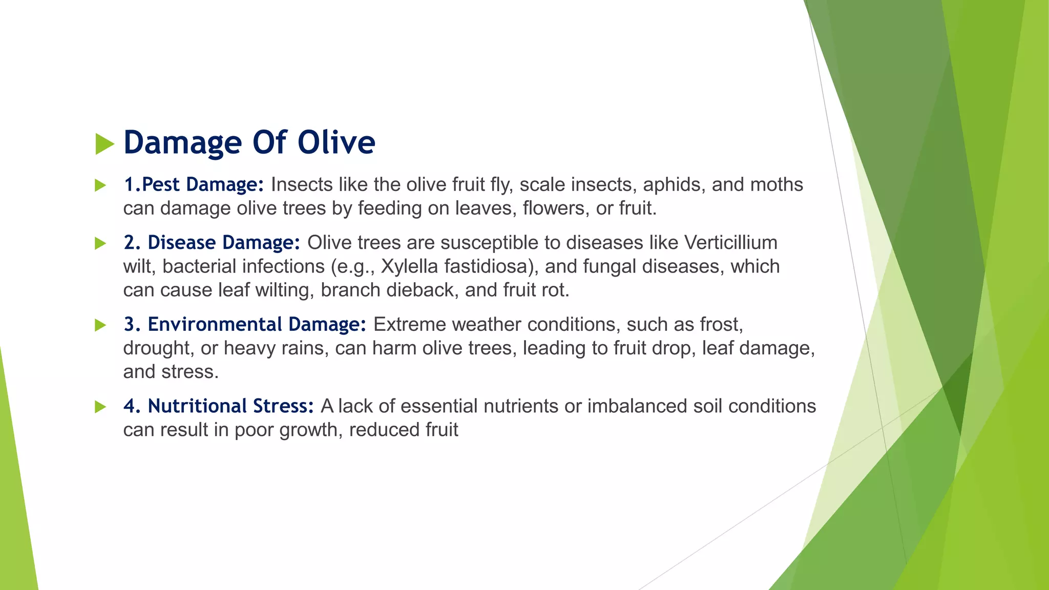Olive | PPTX