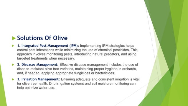 Olive | PPTX | Agriculture | Industries