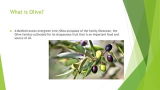 Olive | PPTX