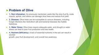 Olive | PPTX